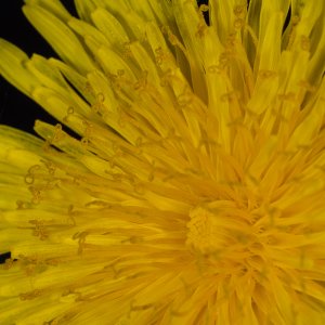 ring-flash | DPReview Forums