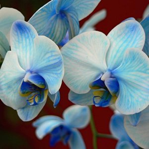 fz5 | DPReview Forums