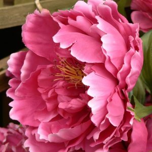 fz5 | DPReview Forums