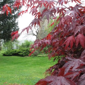 Maple tree | DPReview Forums