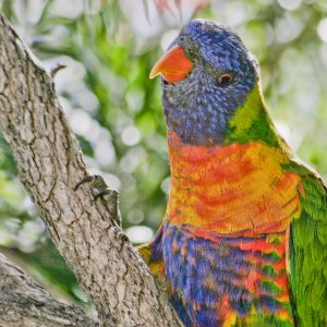 multi-colored | DPReview Forums