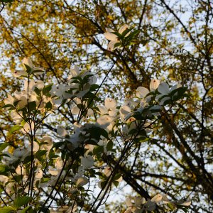 spring-colors | DPReview Forums