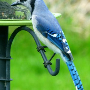 P1000407-1 | DPReview Forums