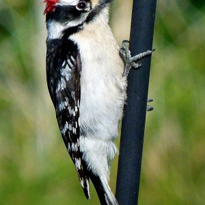 P1000581-1 | DPReview Forums