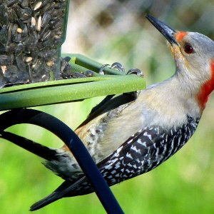 P1000581-1 | DPReview Forums