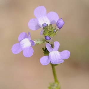 spring-colors | DPReview Forums