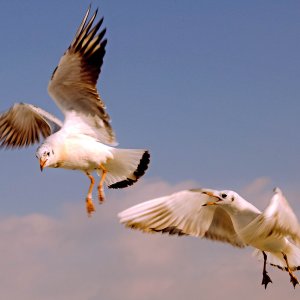 quarrel | DPReview Forums