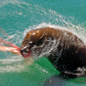 seal | DPReview Forums