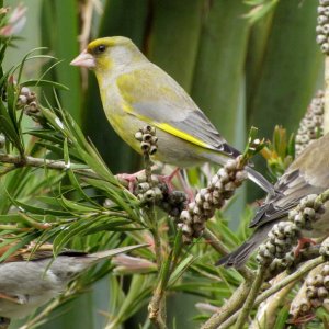 Birds in may | DPReview Forums