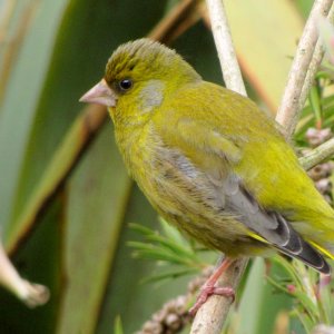 Birds in may | DPReview Forums