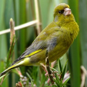 Birds in may | DPReview Forums