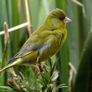 Birds in may | DPReview Forums