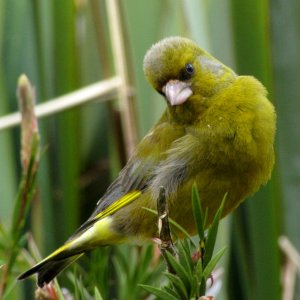 Birds in may | DPReview Forums