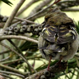 Birds in may | DPReview Forums