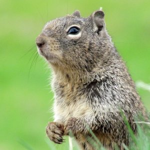 rock-squirrel | DPReview Forums