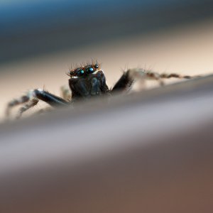 _1020733 | DPReview Forums