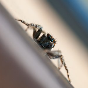 _1020738 | DPReview Forums