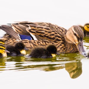 pagham | DPReview Forums