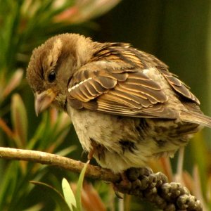 Birds in Ireland | DPReview Forums