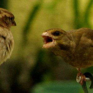 Birds in Ireland | DPReview Forums