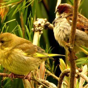 Birds in Ireland | DPReview Forums