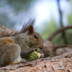 Squirrel Gnawing Green Pinecone | DPReview Forums