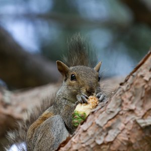 Mmmm ... Lunch | DPReview Forums