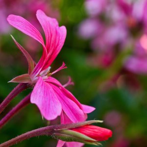 Pretty In Pink | DPReview Forums