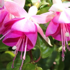 bleeding hearts | DPReview Forums