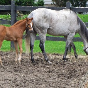 Young colt/philly | DPReview Forums