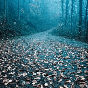 honeymoon | DPReview Forums