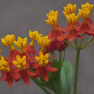 st-gallen | DPReview Forums