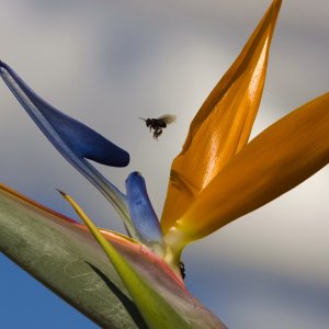 bird-of-paradise | DPReview Forums