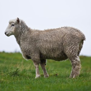 outdoors-and-recreation | DPReview Forums