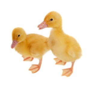 Fluffy Dpreview Forums