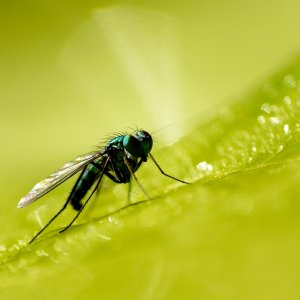 macro | DPReview Forums