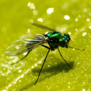 macro | DPReview Forums