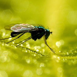 macro | DPReview Forums