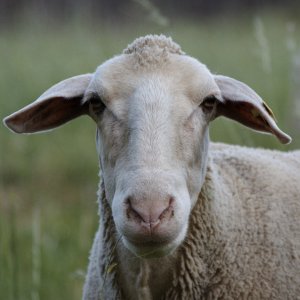 Bag of Wool | DPReview Forums