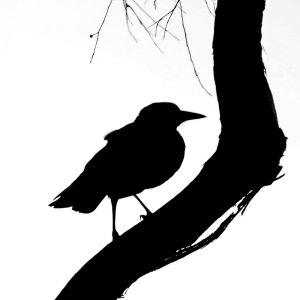 "The Early Bird" | DPReview Forums