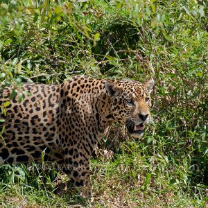 Jaguar_2009_0280 | DPReview Forums