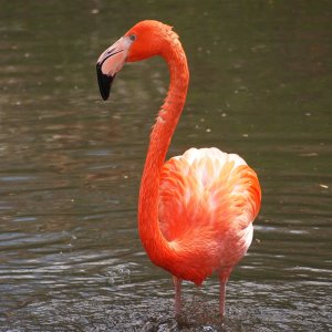 memphis-zoo | DPReview Forums