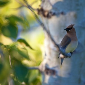 Cedar Waxwing | DPReview Forums