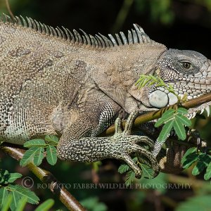 Green_iguana_2009_0005 | DPReview Forums