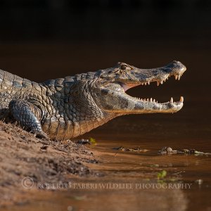 Green_iguana_2009_0005 | DPReview Forums