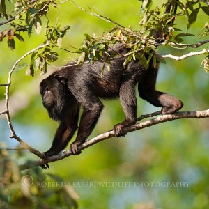 Green_iguana_2009_0005 | DPReview Forums