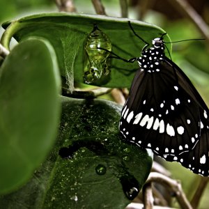 neville--gwen | DPReview Forums