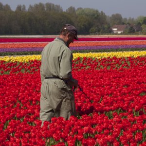 Bollenstreek-9 | DPReview Forums