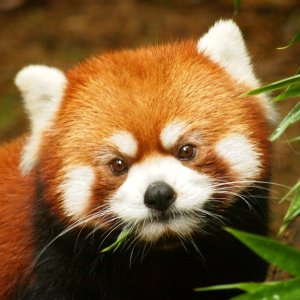 red-panda | DPReview Forums