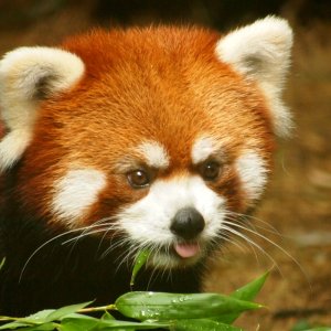 red-panda | DPReview Forums